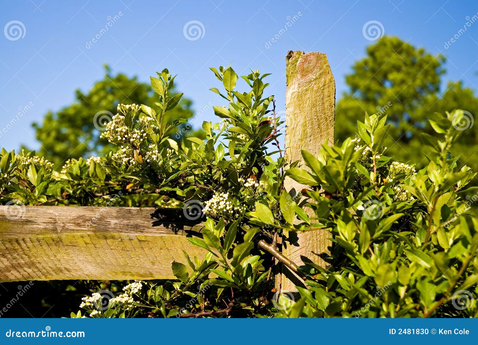 Country Fence Post and Vines Stock Photo - Image of vegetation ...