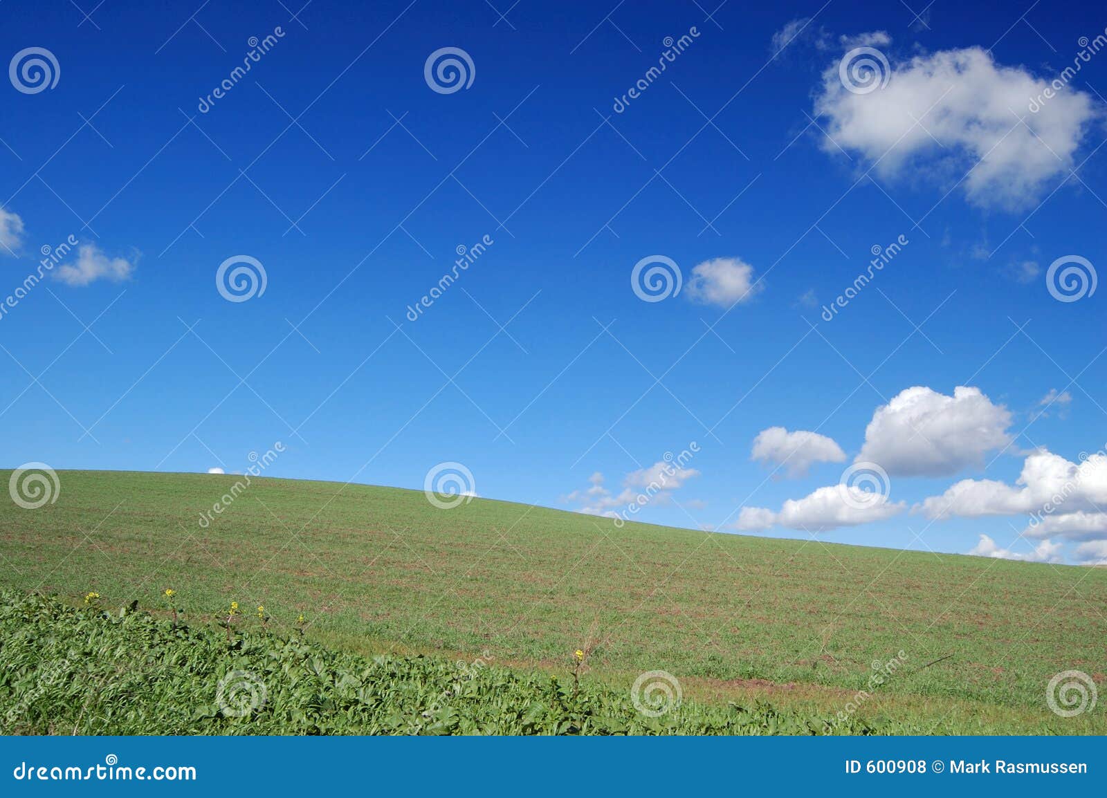 Country field stock photo. Image of blue, cumulus, puffy - 600908