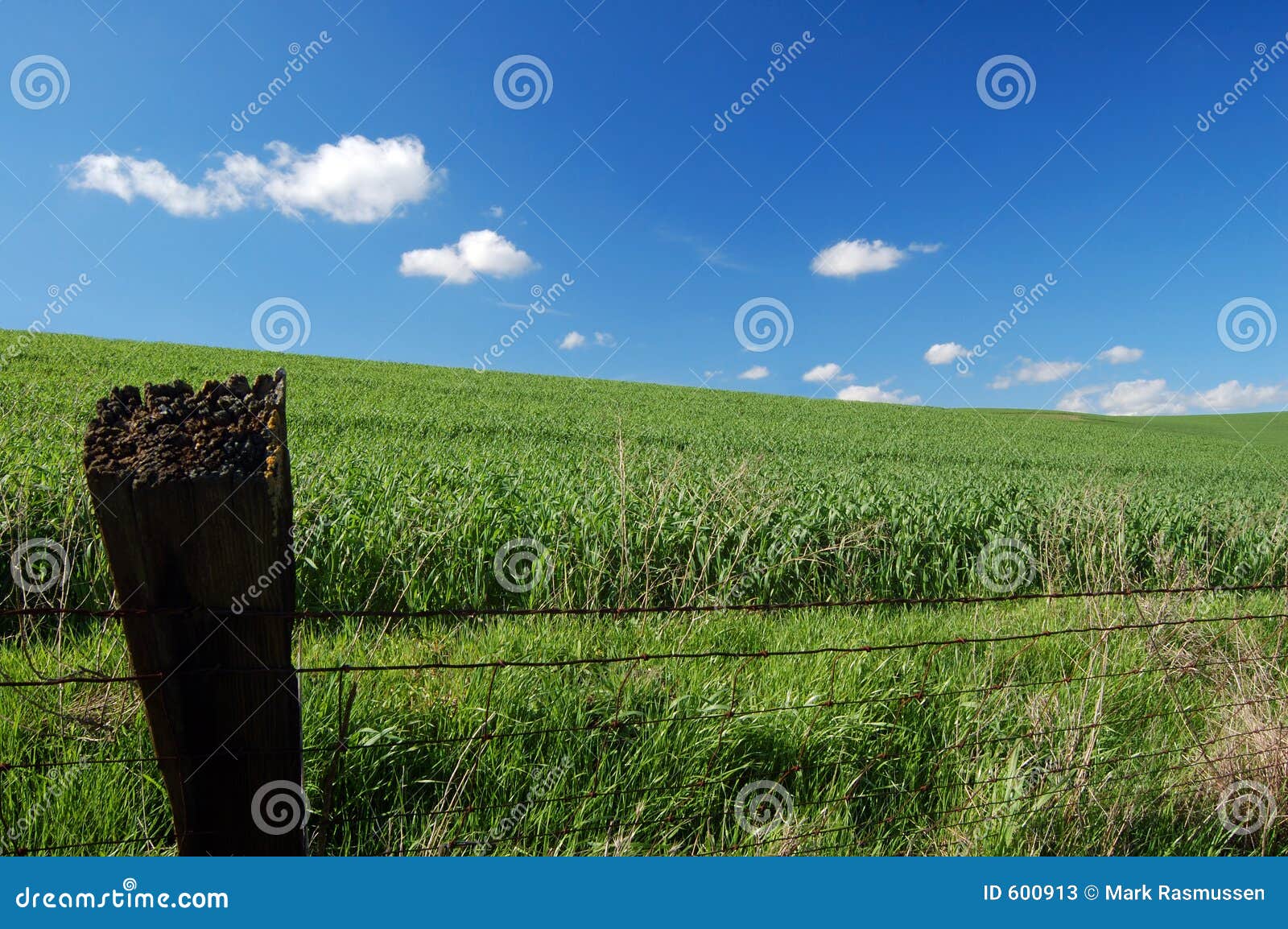 Country field stock image. Image of agriculture, flowers - 600913