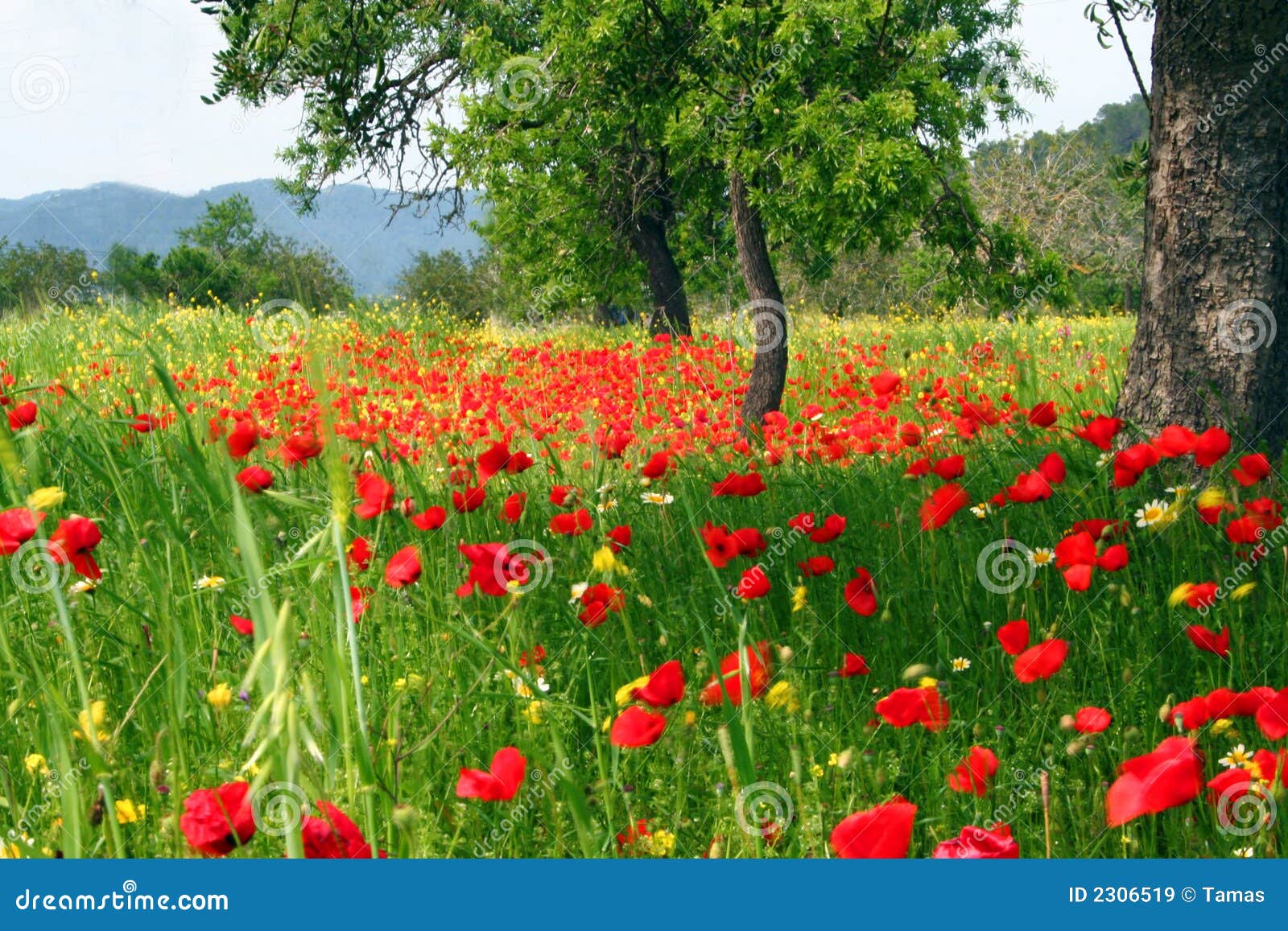 Country Field of Poppy Flowers Stock Image - Image of country, distant ...