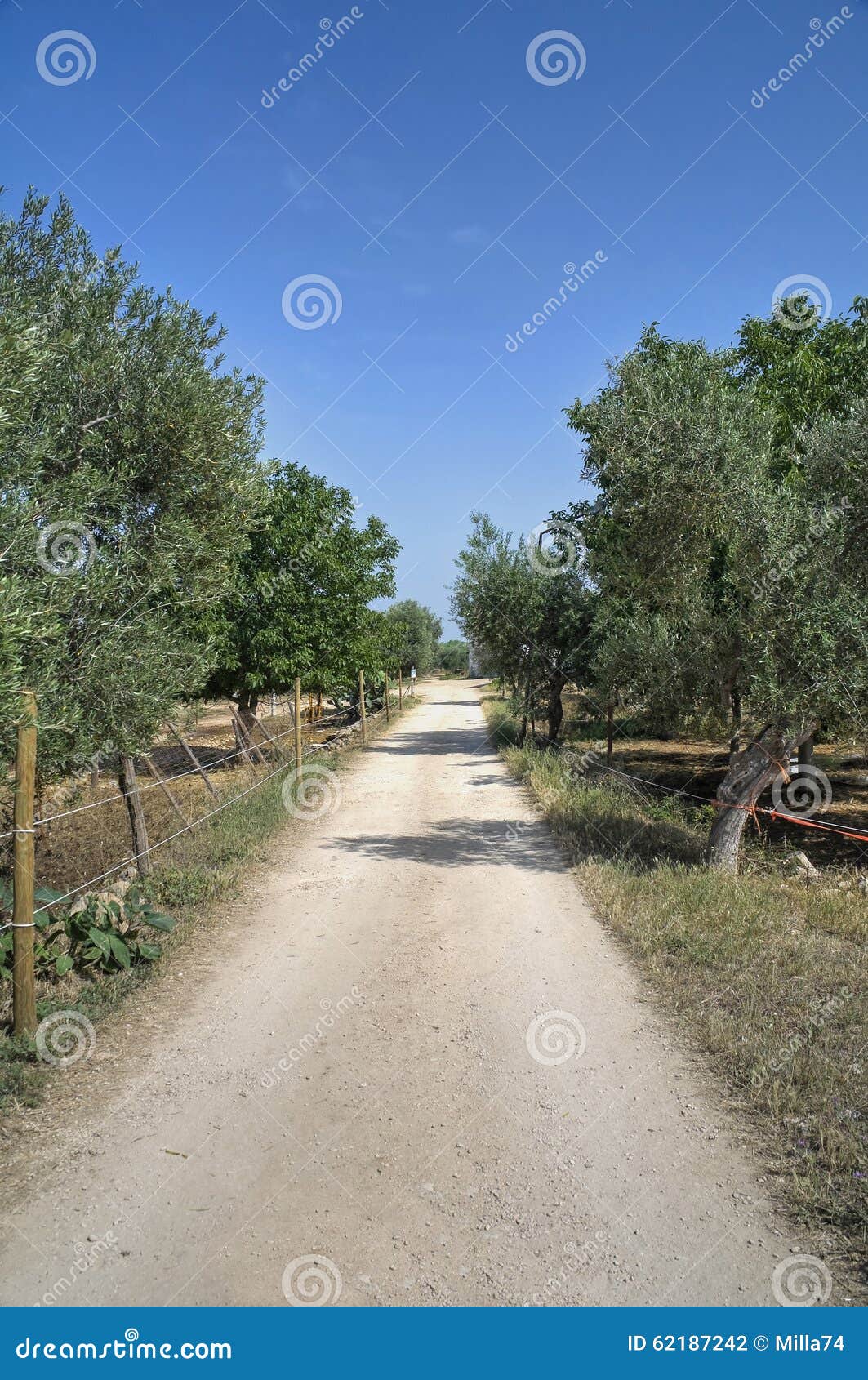 Country footpath. stock photo. Image of leaf, green, cultivation - 62187242