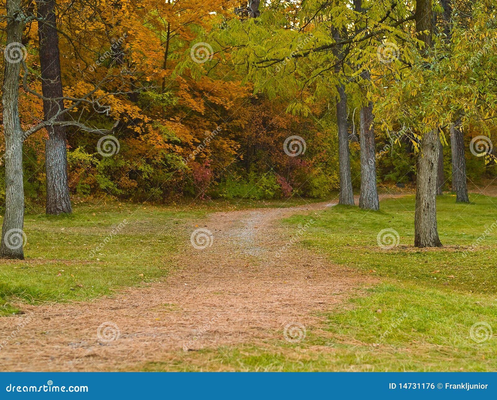 Country Forest Foot Path stock photo. Image of autumn - 14731176