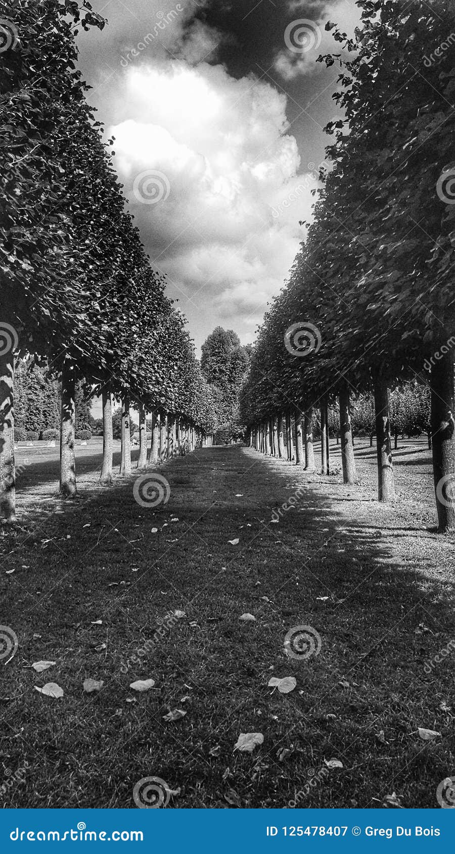 Tree lined path stock image. Image of lined, country - 125478407
