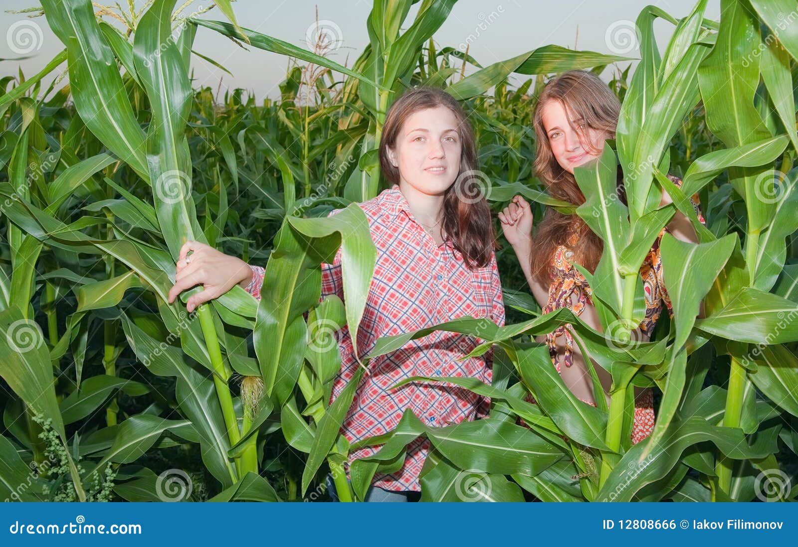 Corn Field Babes Telegraph