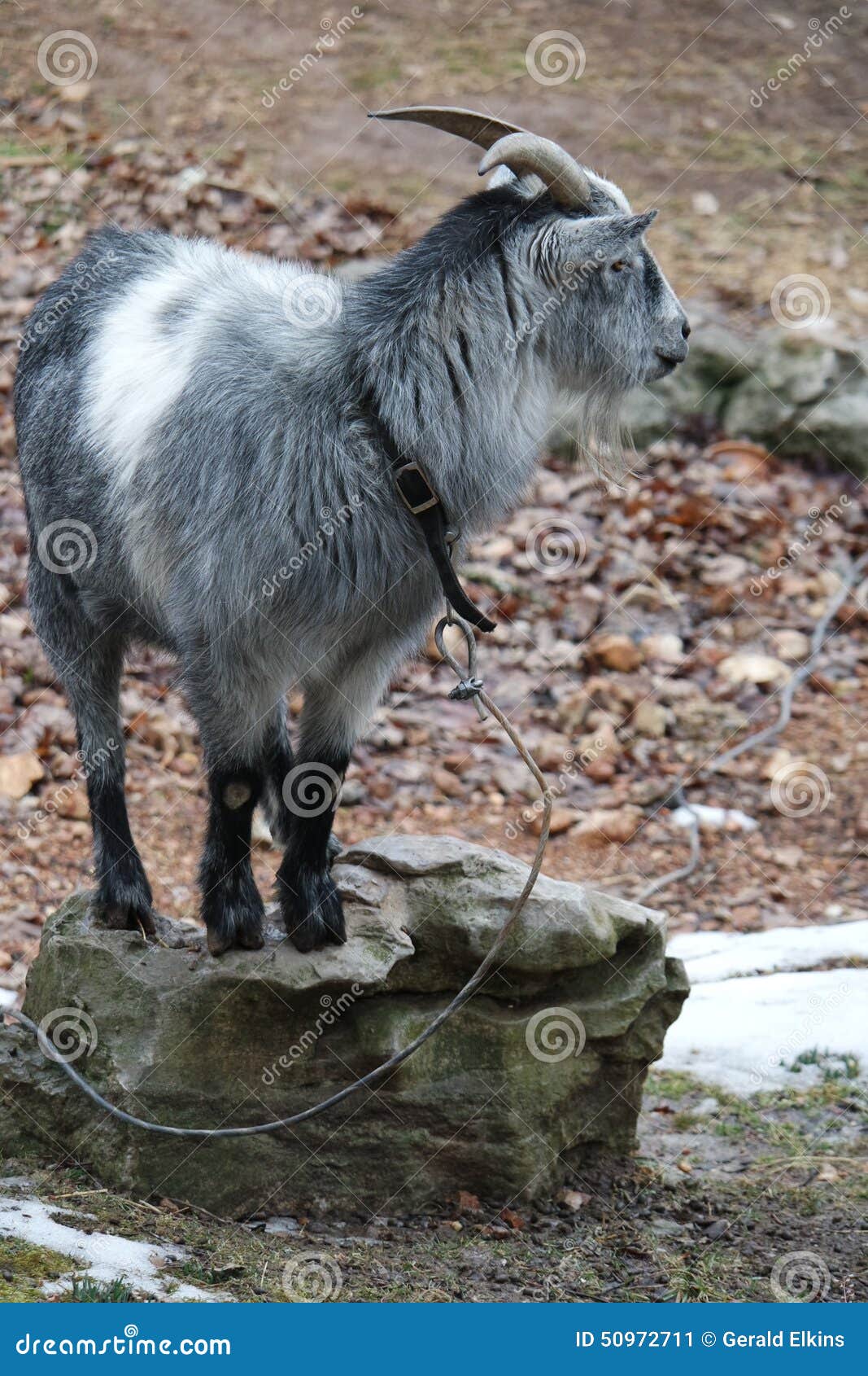 Country goat stock image. Image of country, goat, animals - 50972711