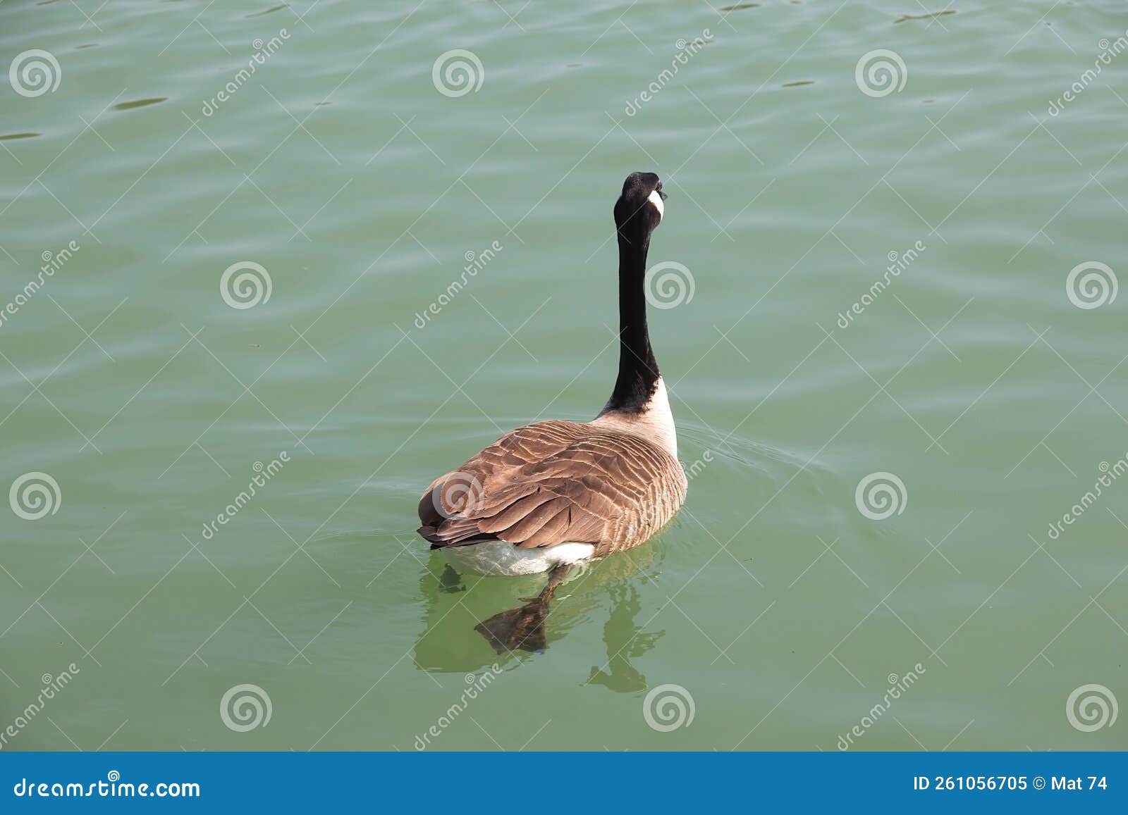 Country goose on the beach stock image. Image of country - 261056705
