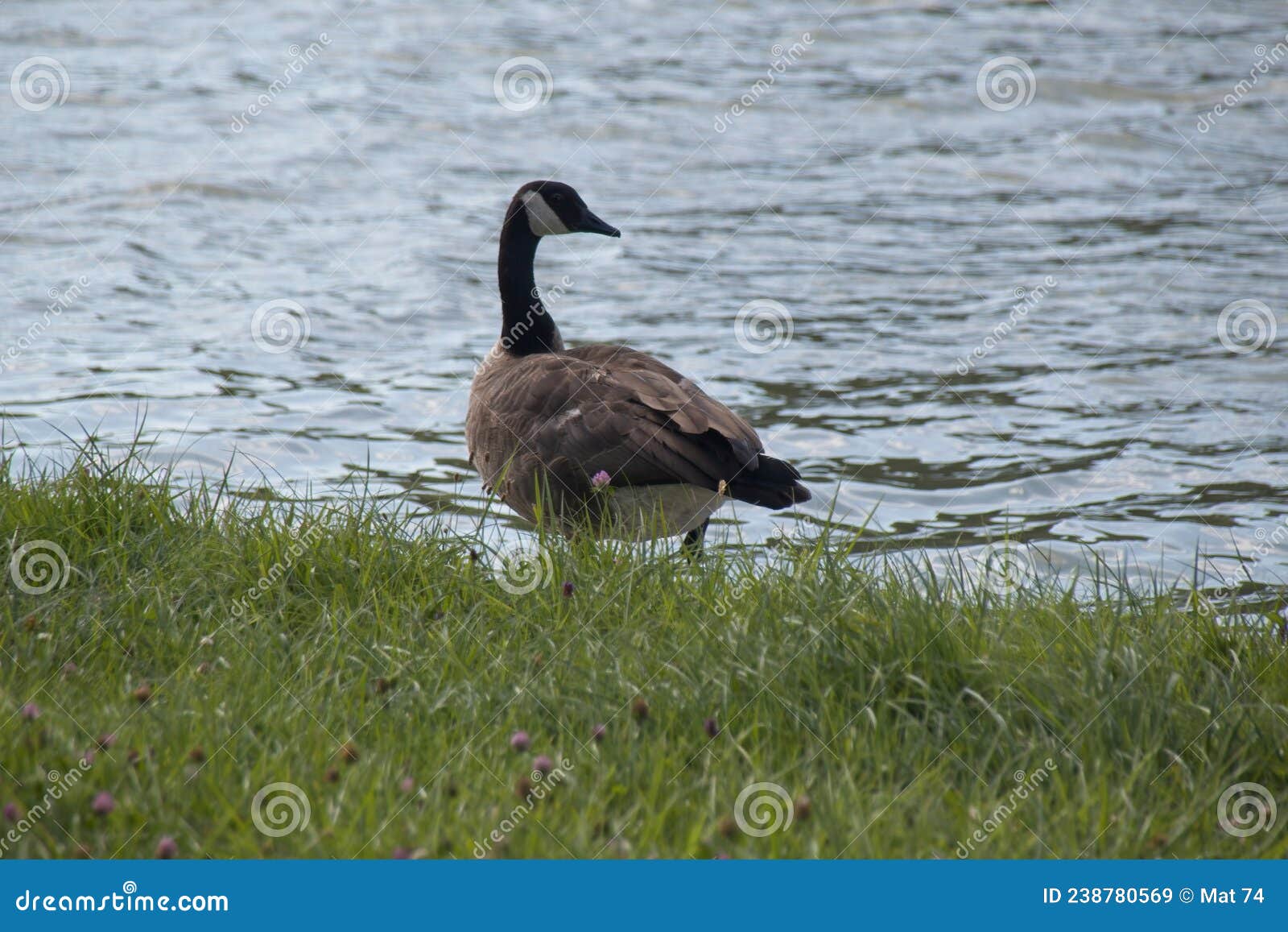 Country goose on the grass stock image. Image of spring - 238780569