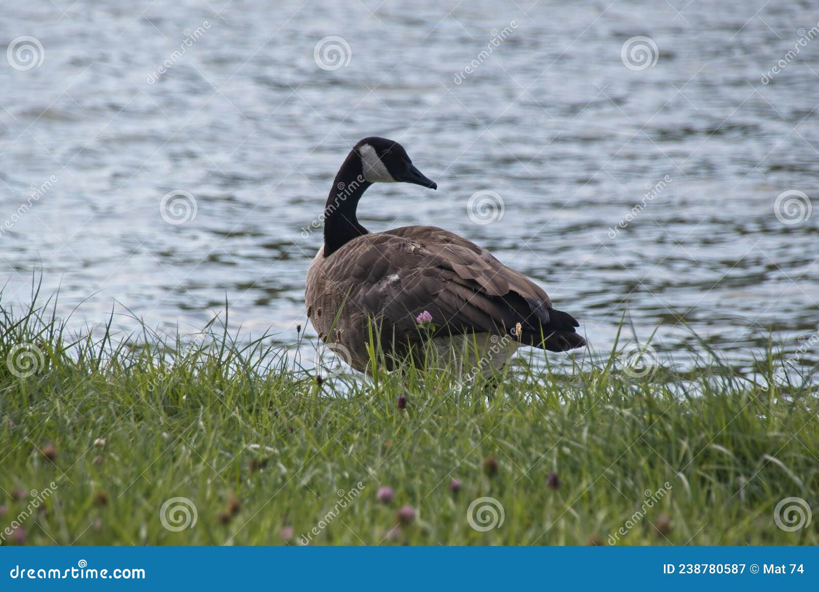Country goose on the grass stock image. Image of avian - 238780587