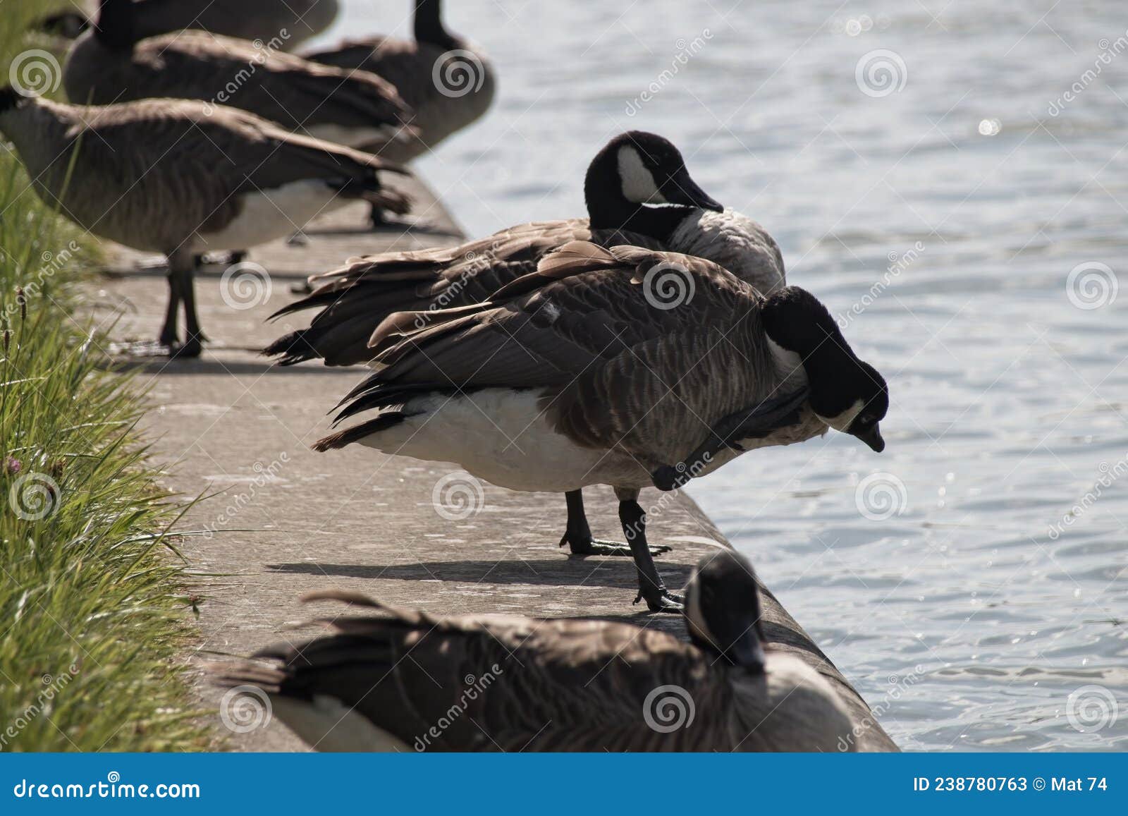 Country goose on the grass stock image. Image of outdoor - 238780763