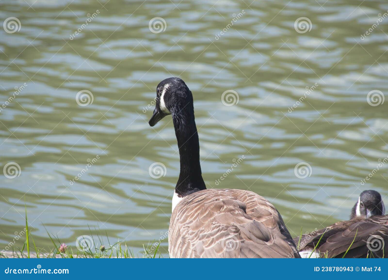 Country goose on the grass stock image. Image of animal - 238780943
