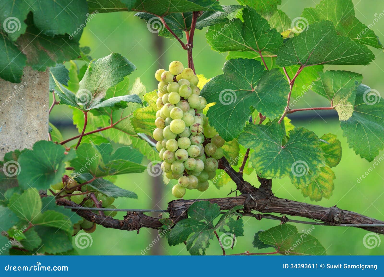 Country grape stock image. Image of sunny, farming, picturesque - 34393611