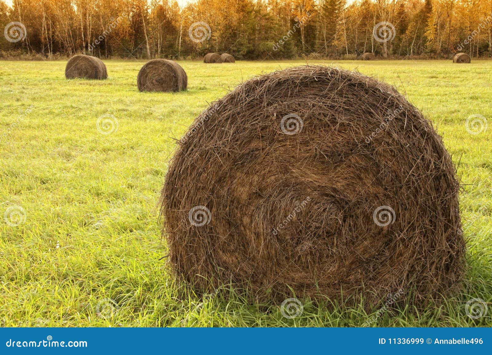 Country hay stock image. Image of growth, country, season - 11336999