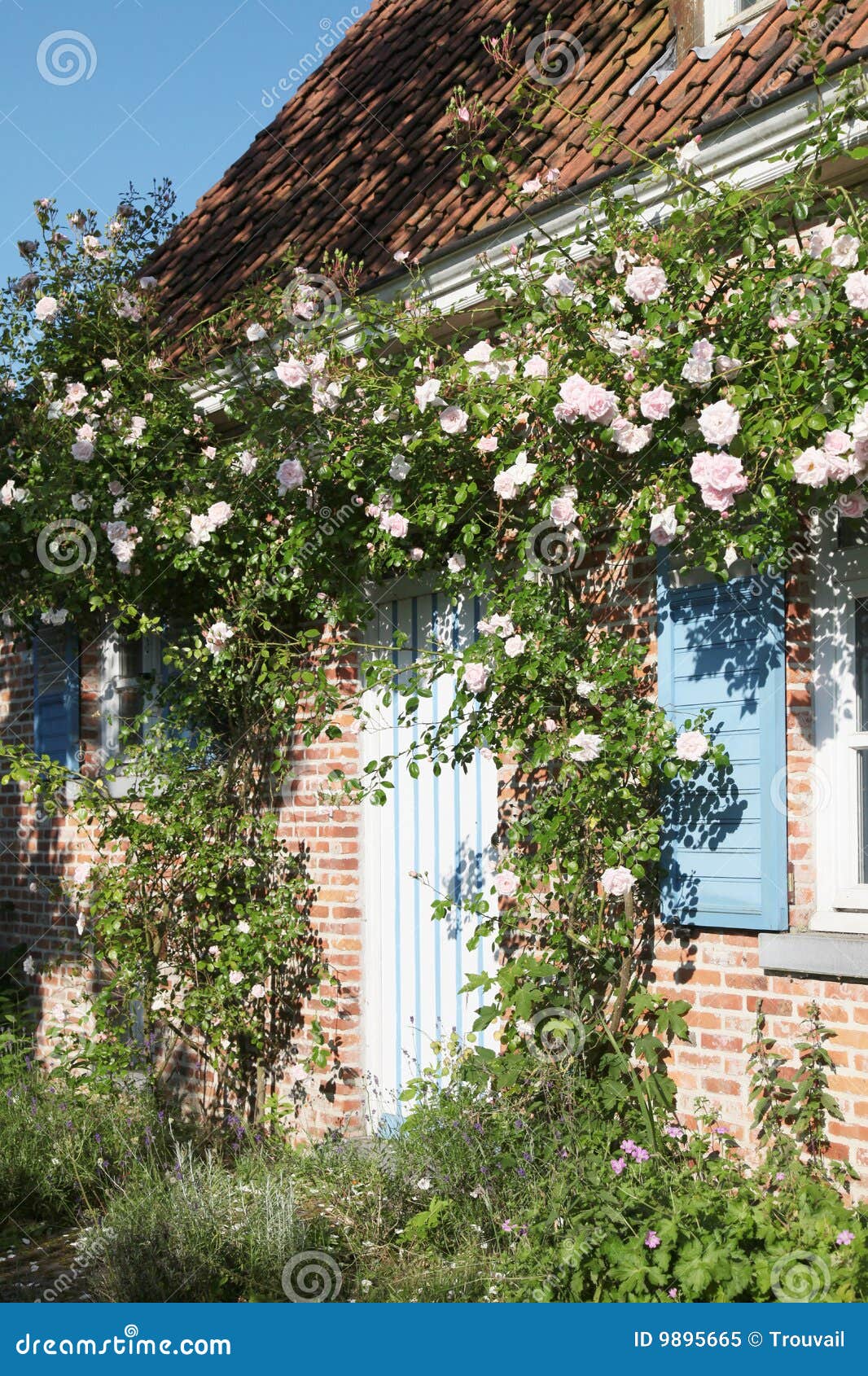 Country house with roses stock image. Image of door, blossoming - 9895665