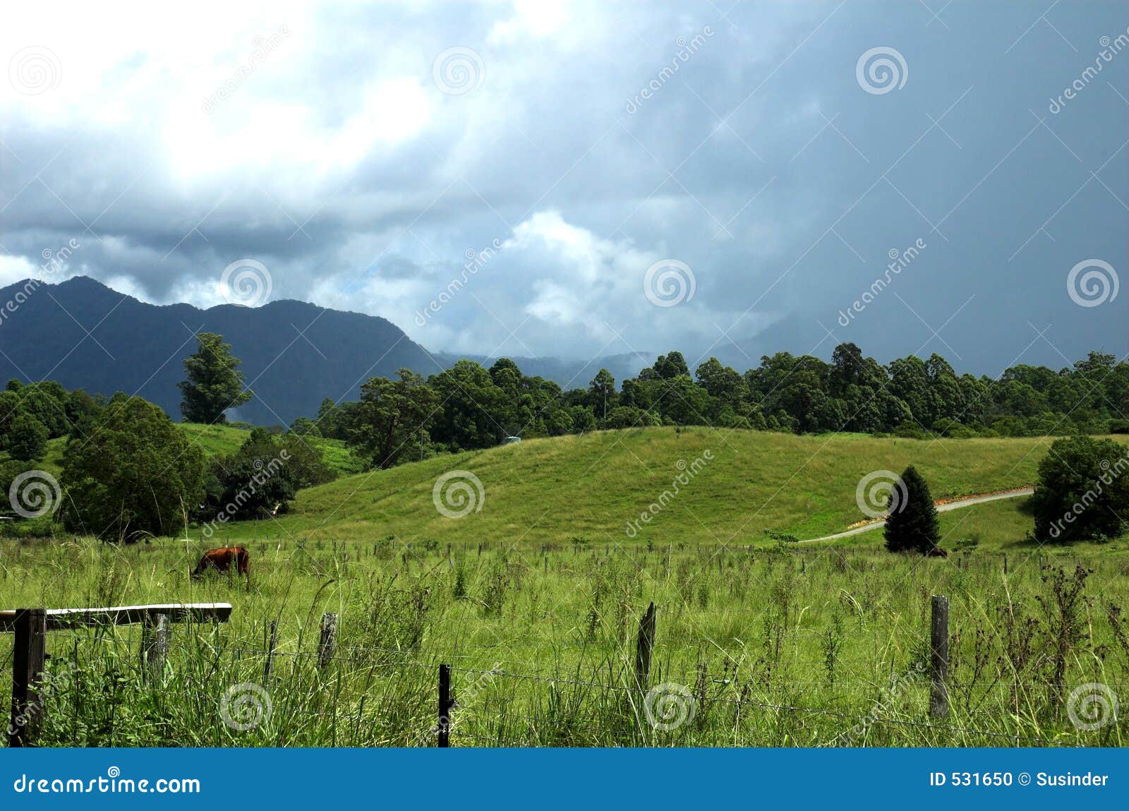 Country Landscape stock photo. Image of animal, landscape - 531650