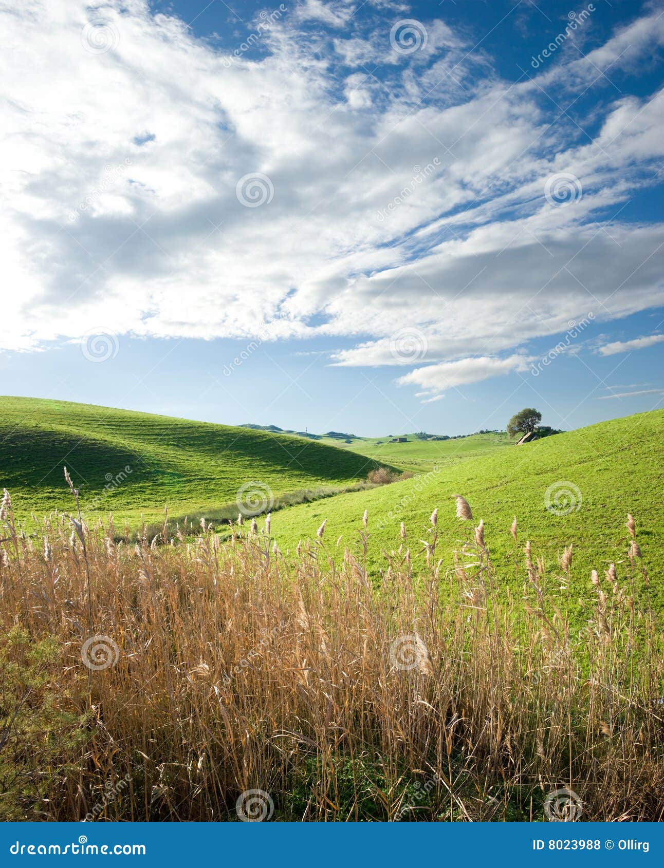 Country landscape stock photo. Image of agriculture, blossom - 8023988