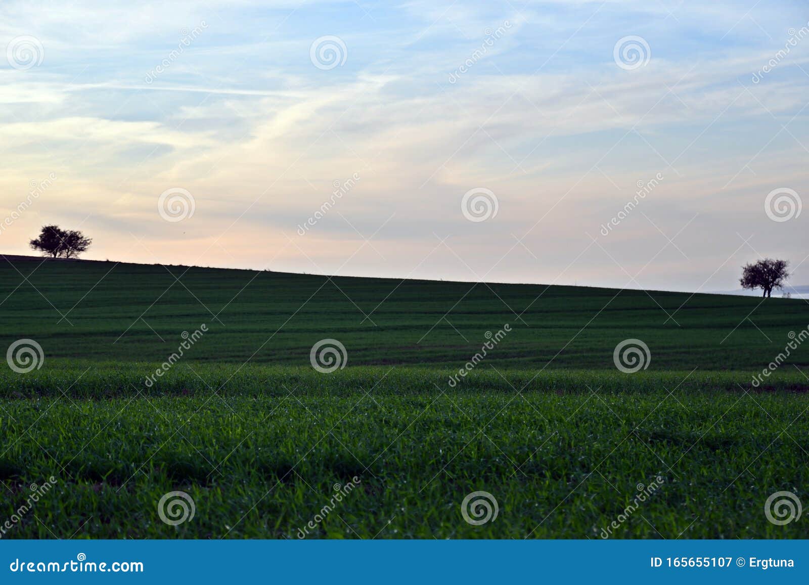 Vast fields of barley stock image. Image of blue, barley - 165655107