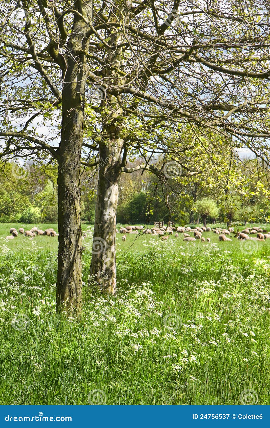Country Landscape with Flock of Sheep in Spring Stock Image - Image of ...