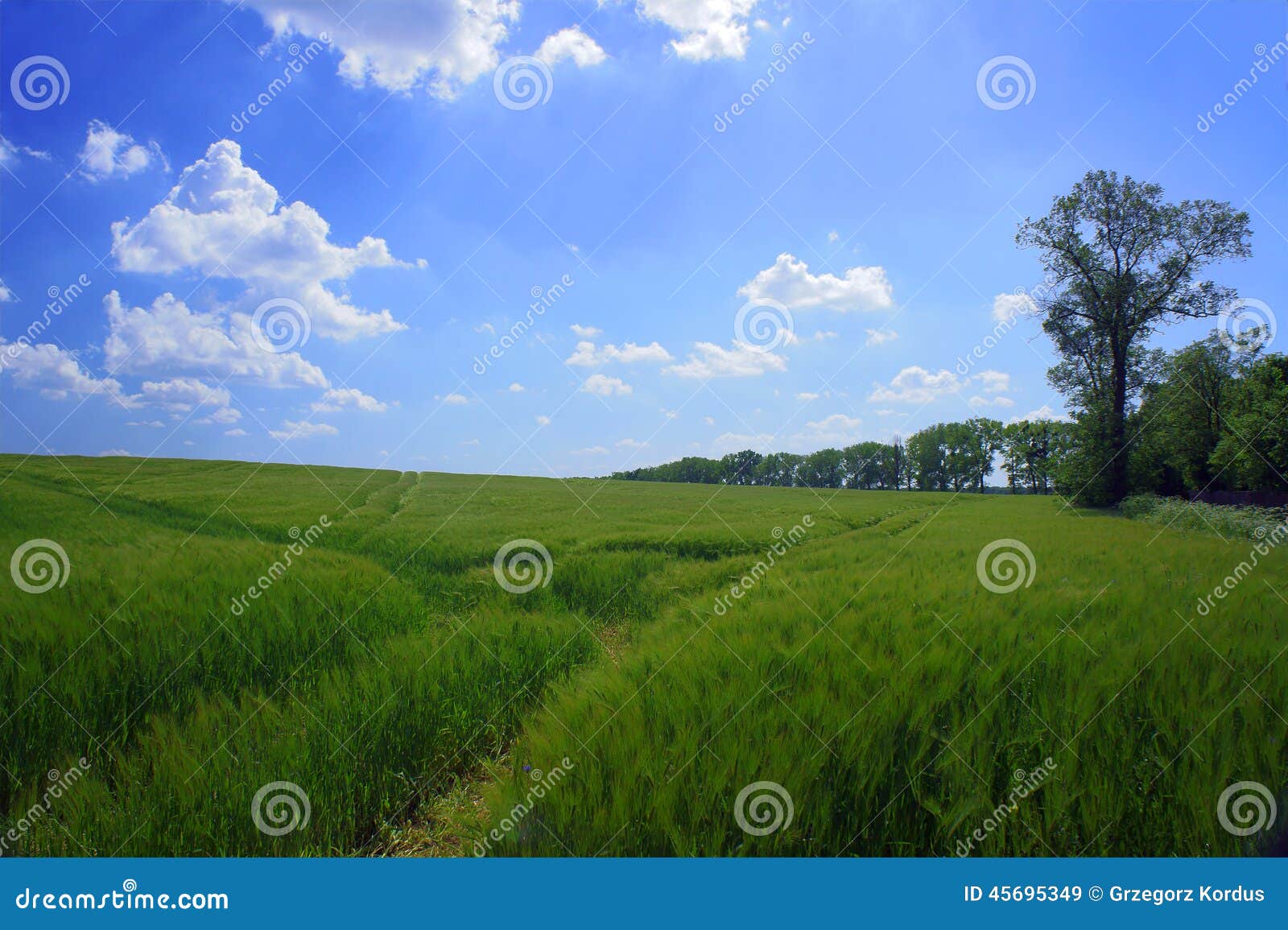 Country Landscape with Grain and Trees Stock Image - Image of ...