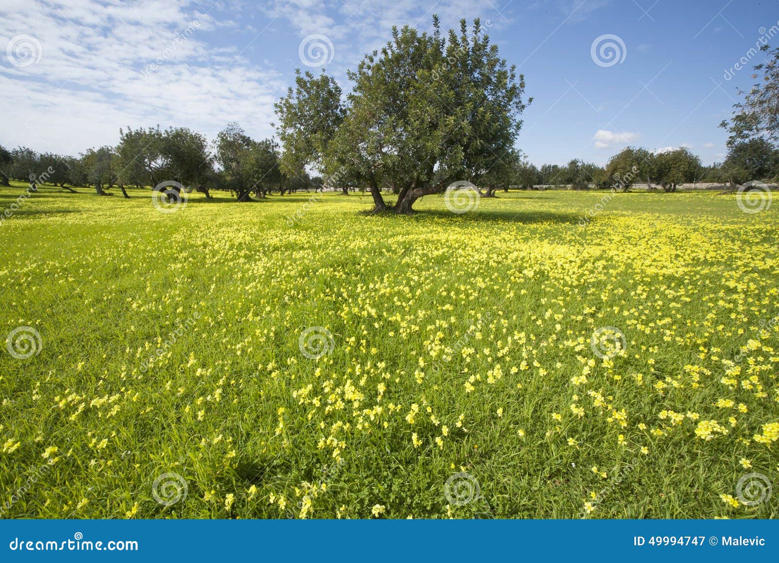 Country Landscape in Spring Stock Image - Image of landscape, farming ...