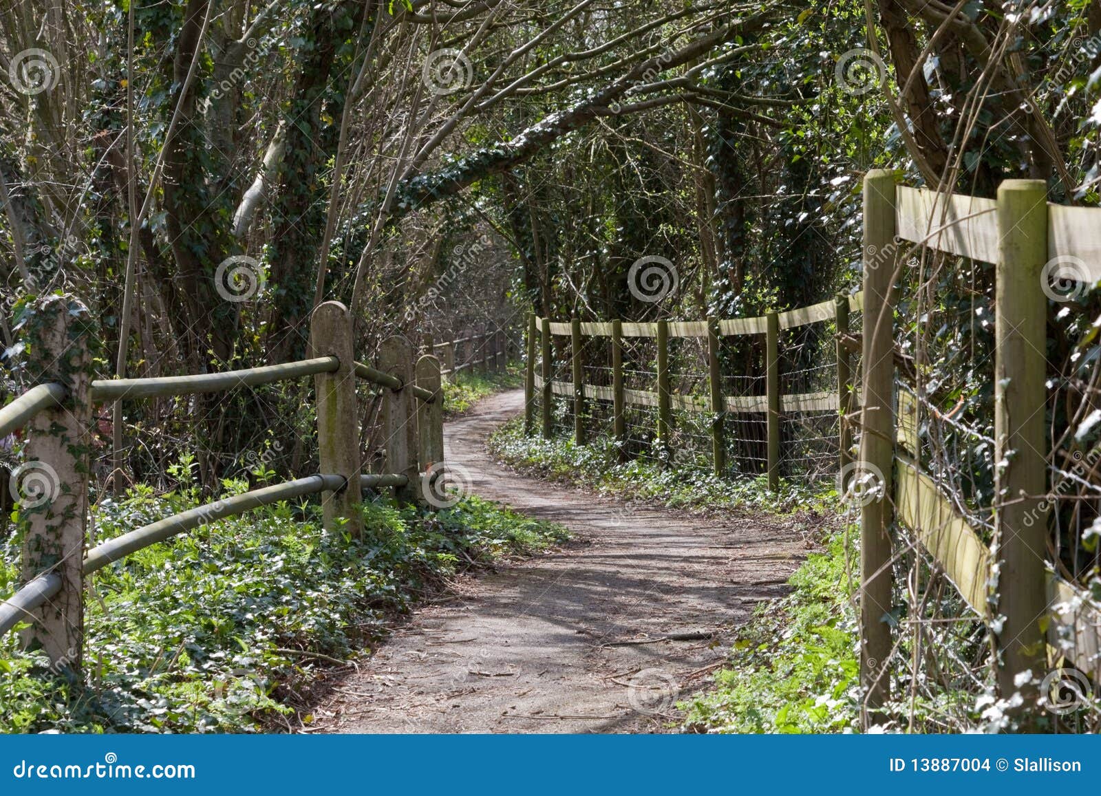 Country Lane stock photo. Image of tree, undergrowth - 13887004