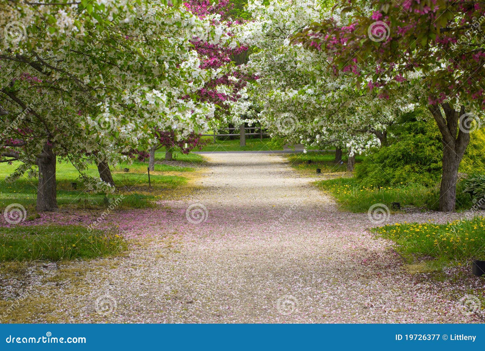 Country Lane stock image. Image of outside, green, fresh - 19726377