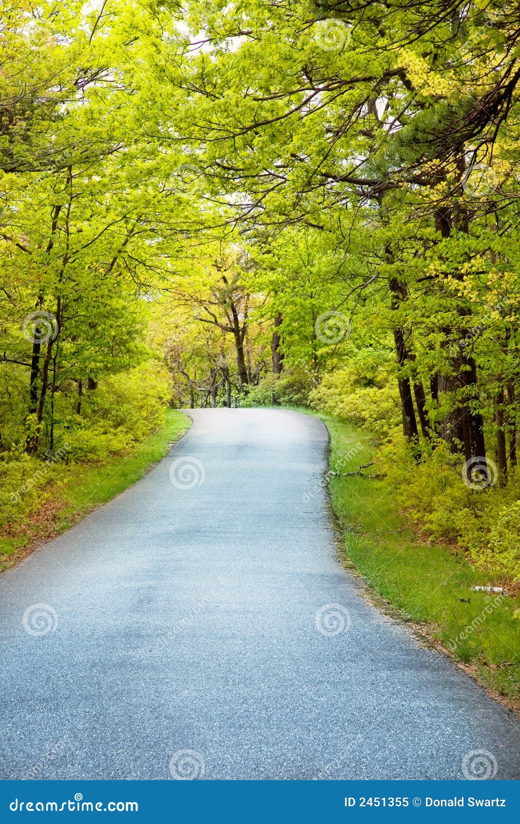Country Lane stock image. Image of lonely, outdoors, autumn - 2451355