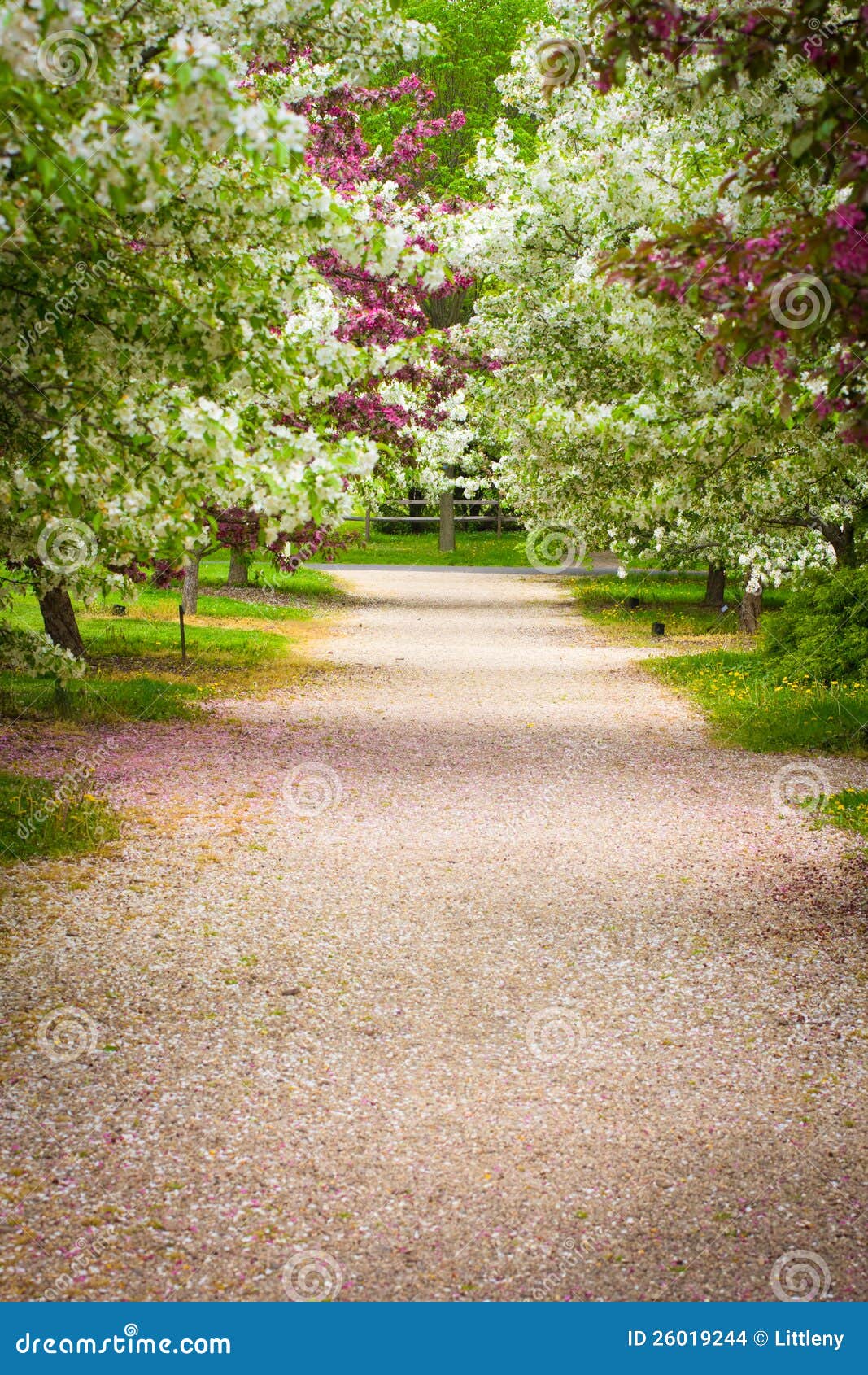 Country Lane stock photo. Image of floral, blossom, grass - 26019244