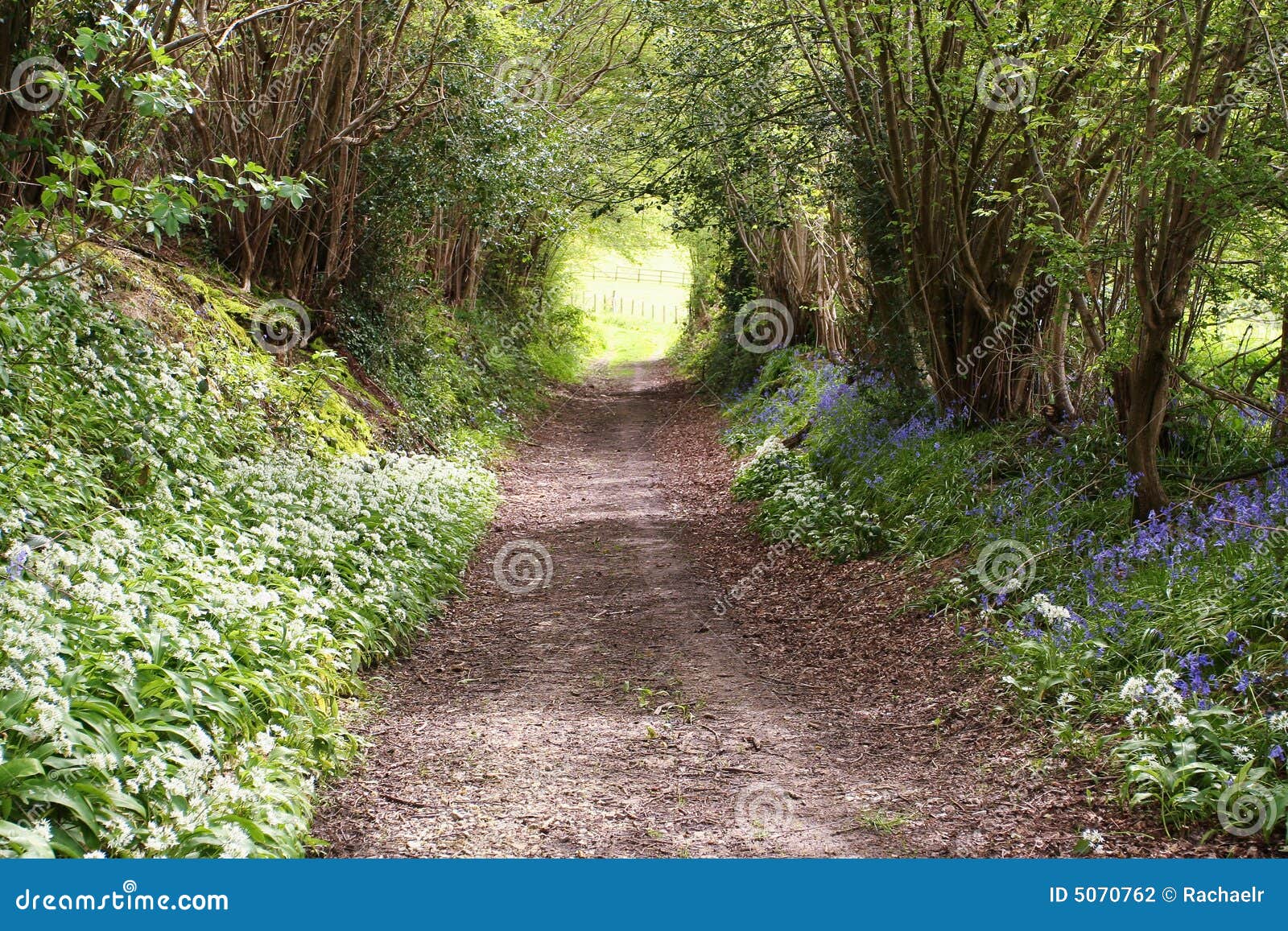 Country Lane stock photo. Image of trees, road, sunlight - 5070762