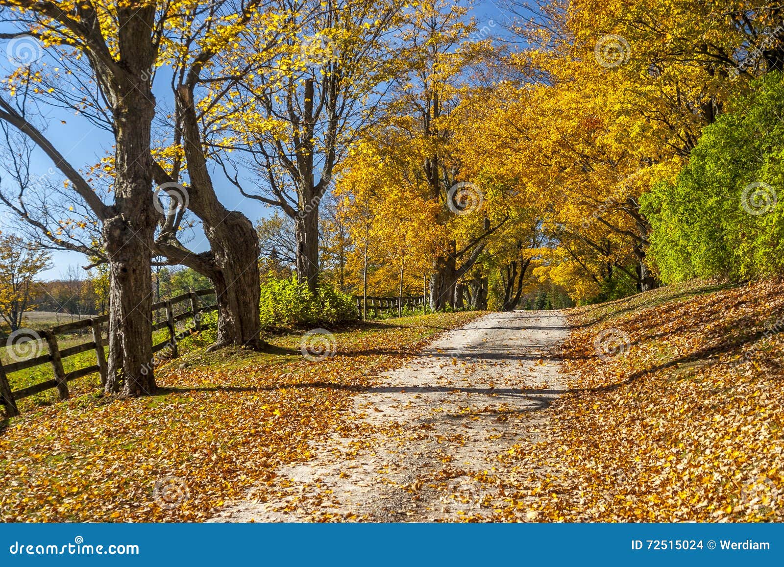 Country lane in autumn stock photo. Image of hike, wood - 72515024