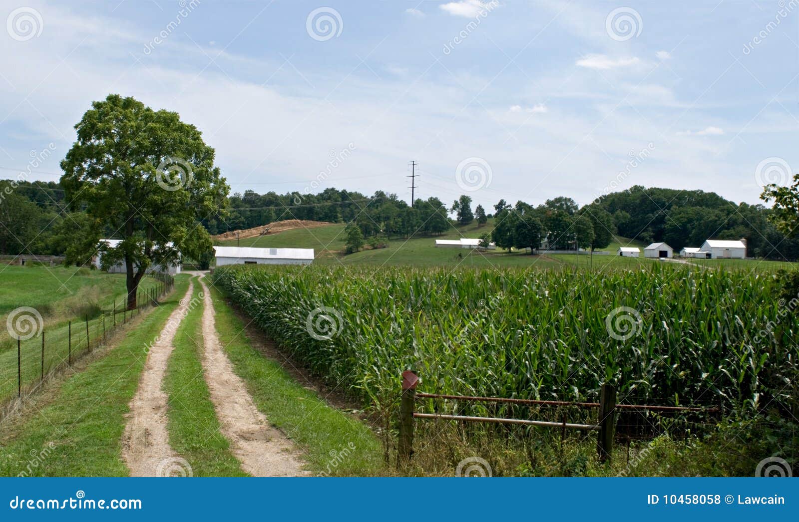 Country Lane with Corn Field Stock Photo - Image of building ...