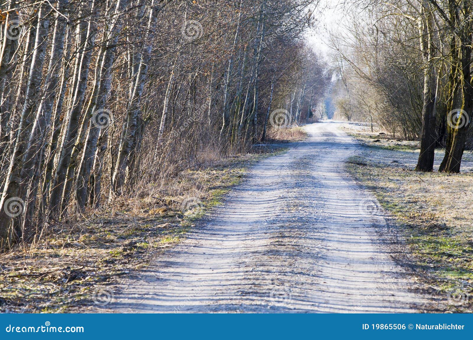 Country Lane in Early Spring Stock Photo - Image of forested, peaceful ...