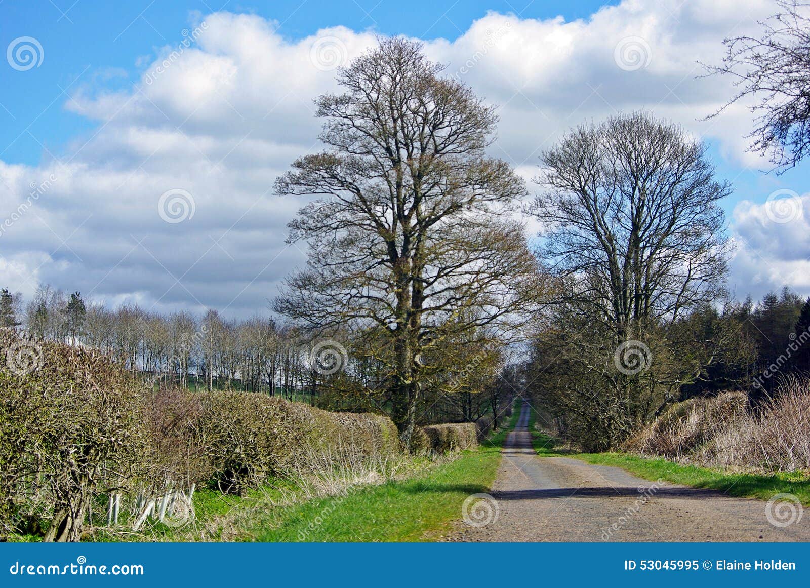 Country Lane stock image. Image of rural, tranquil, long - 53045995