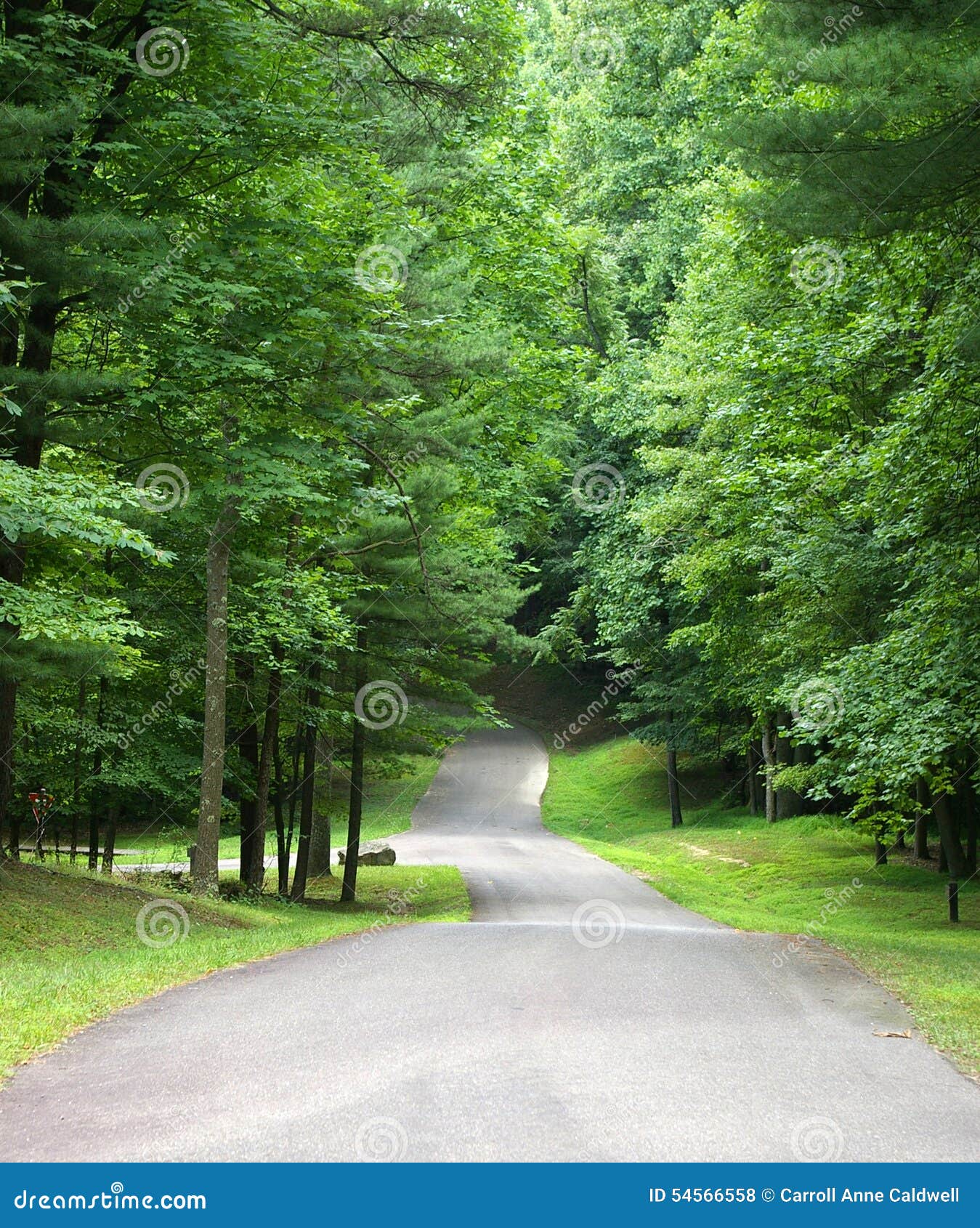 Country lane stock photo. Image of drive, shaded, hills - 54566558