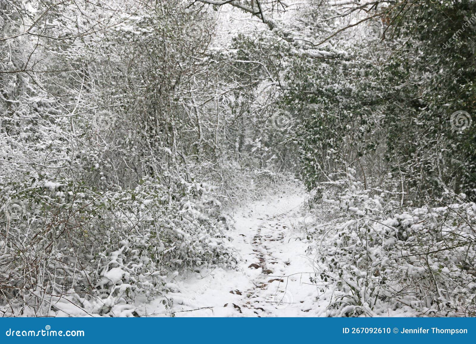Country Lane in the Winter Snow, Devon Stock Photo - Image of field ...