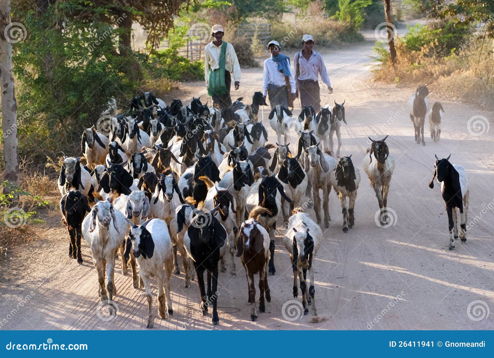 Country life in Bagan editorial photo. Image of tradition - 26411941