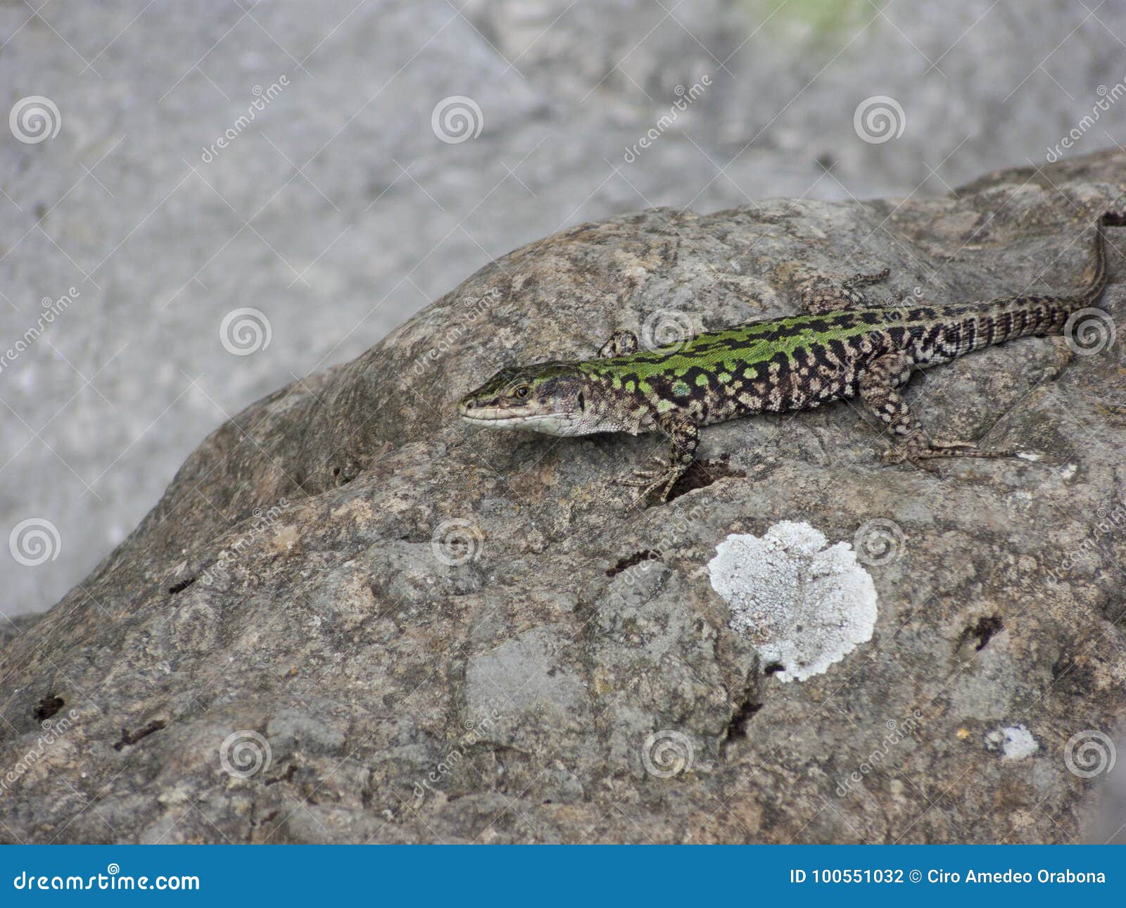Country lizard stock photo. Image of reptile, color - 100551032