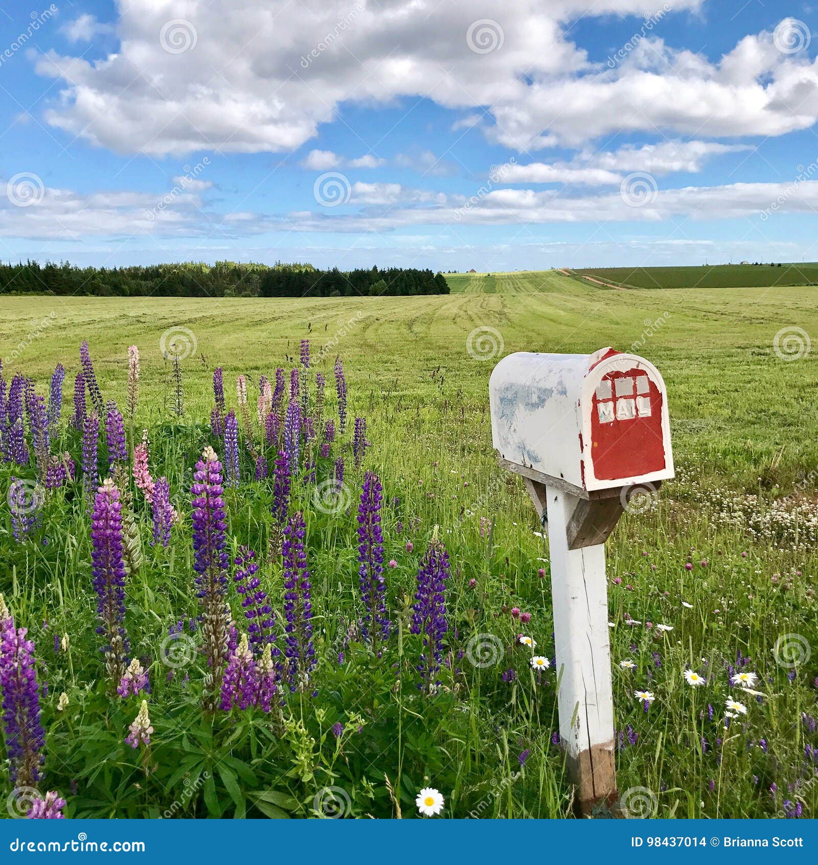 A country mailbox stock photo. Image of farm, idyllic - 98437014