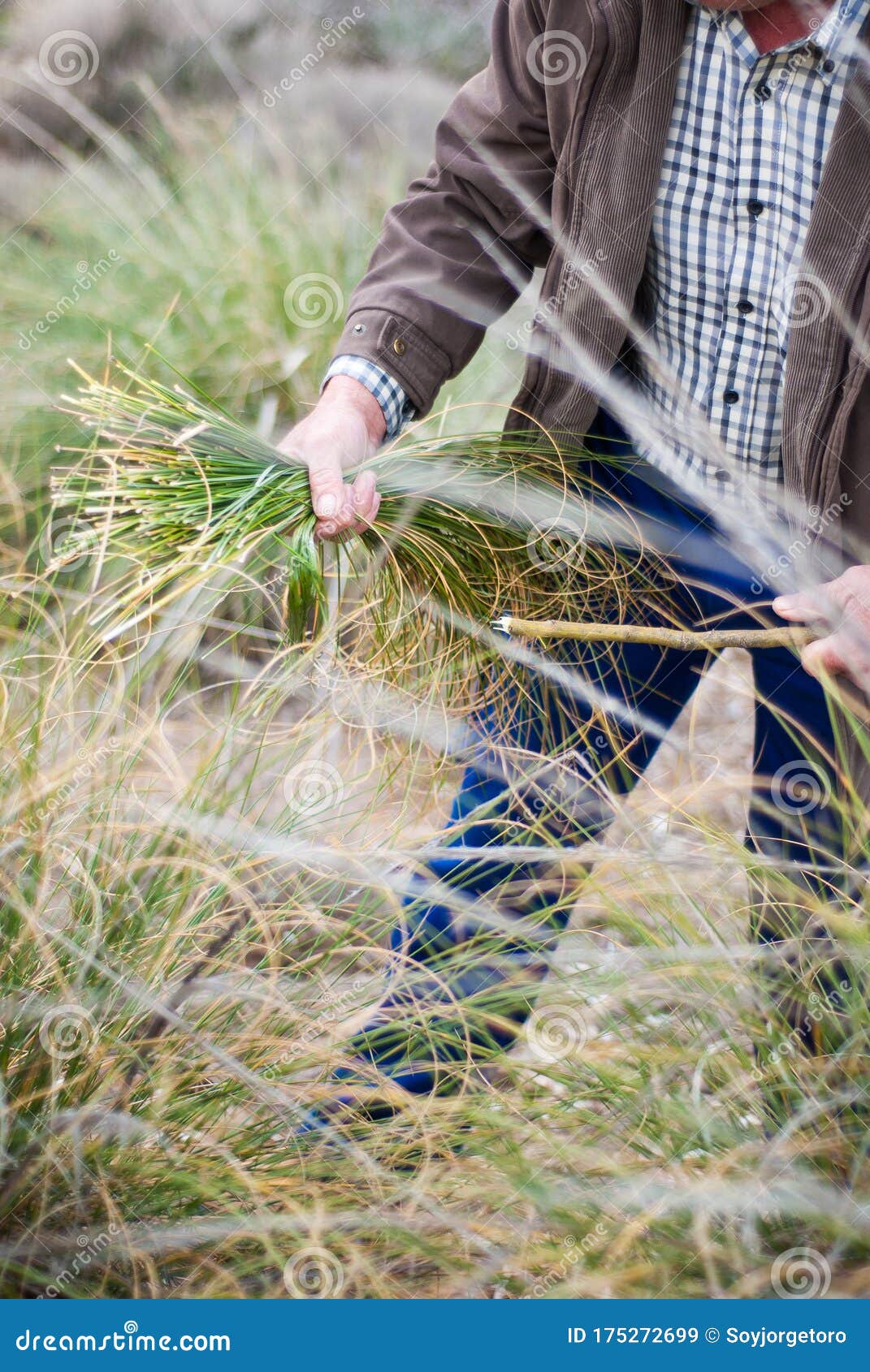 Country Man Working with Esparto Grass Stock Image - Image of esparto ...