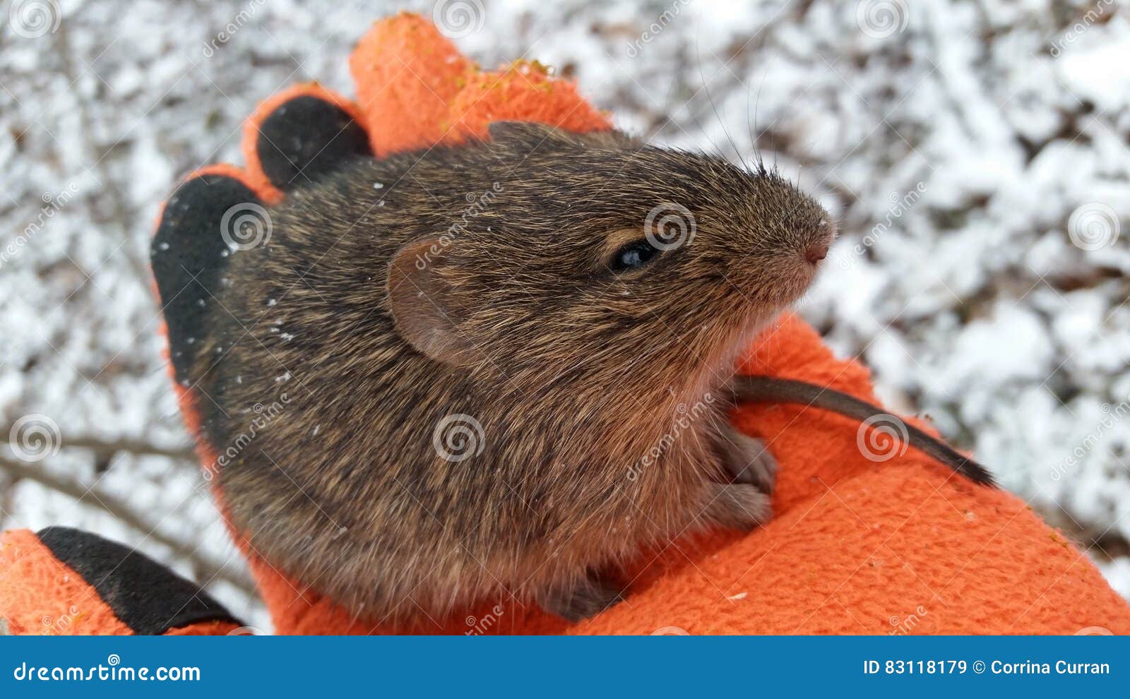 Country Mouse stock image. Image of glove, country, rodent - 83118179