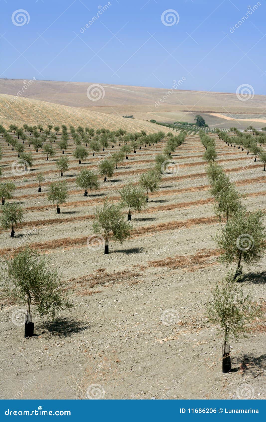 Country Olive Young Trees Hill Field Stock Photo - Image of green, farm ...