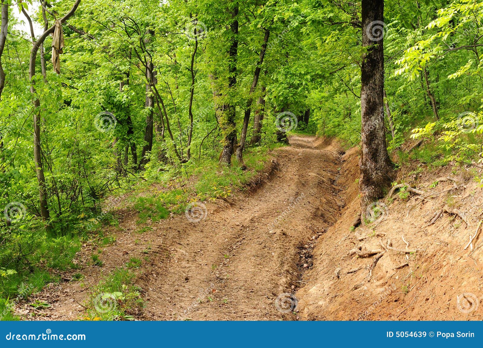 Country Path stock image. Image of trees, color, country - 5054639