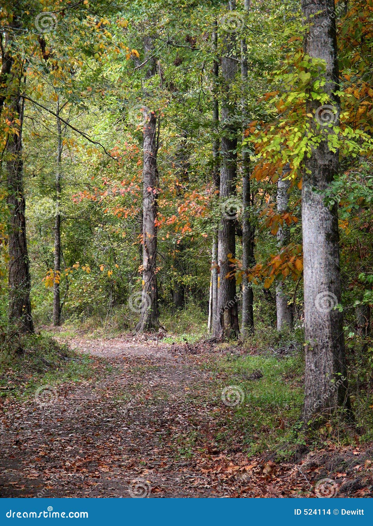 Country Path stock photo. Image of space, country, trees - 524114