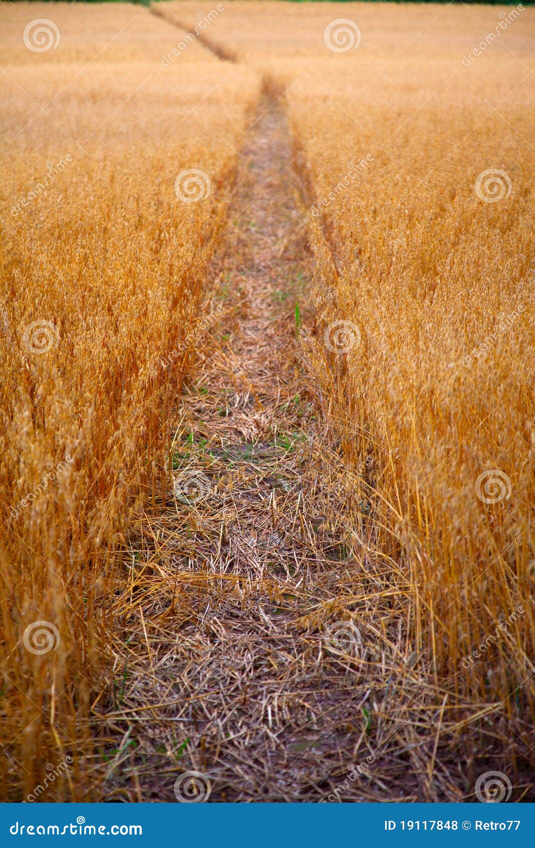 Country Path in Wheat Field. Stock Photo - Image of meadow, countryside ...
