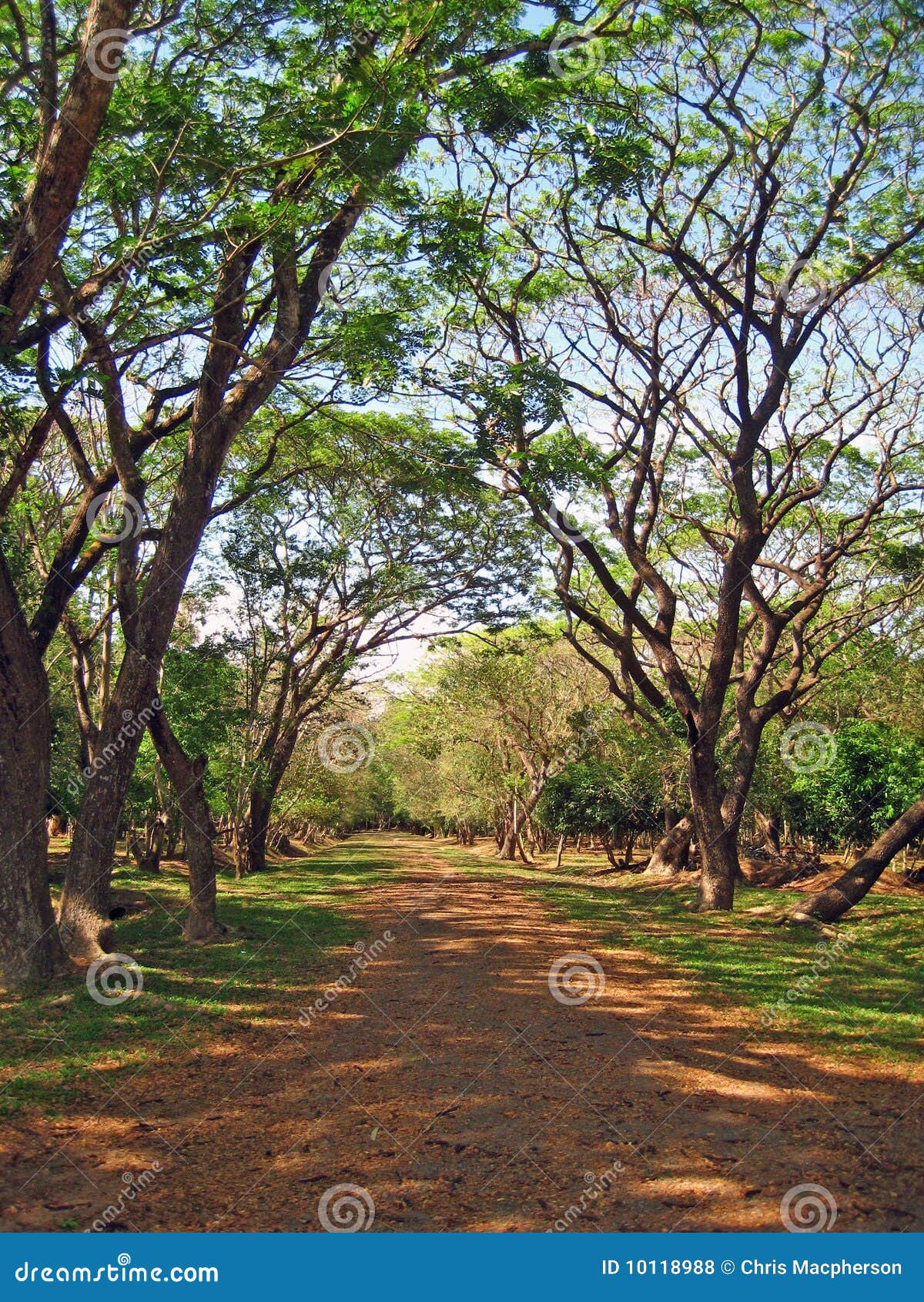 Country Pathway stock photo. Image of forest, wood, seasons - 10118988