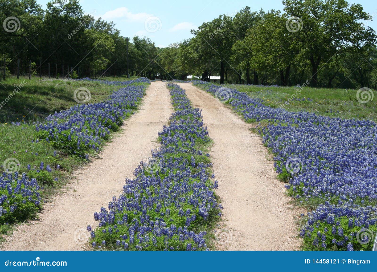 Country Road stock image. Image of ranch, flowers, path - 14458121