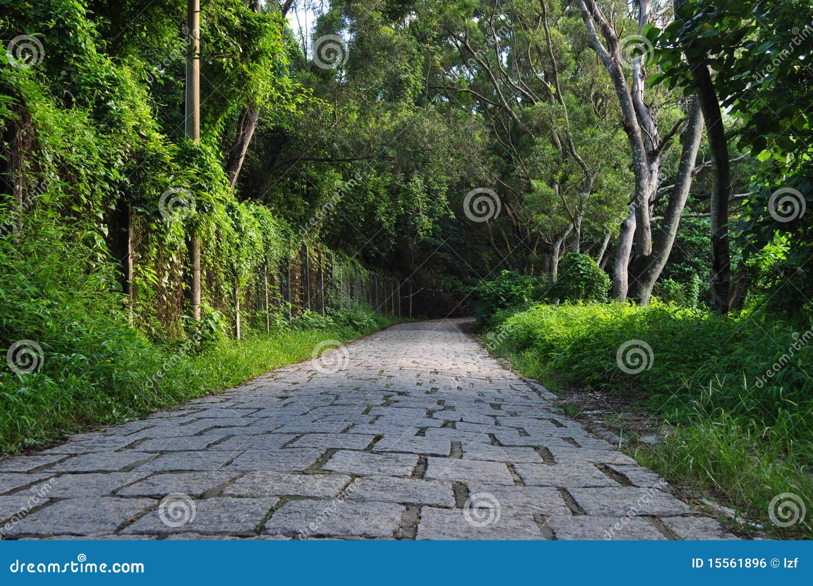 Country road stock photo. Image of hiking, walk, countryside - 15561896