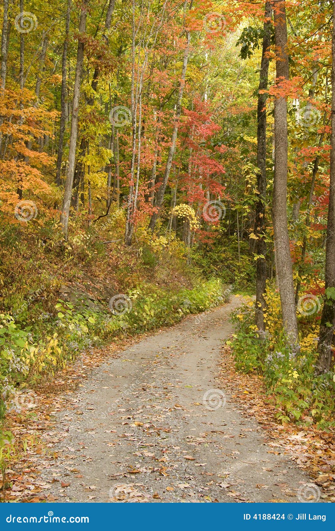 Country Road stock photo. Image of colorful, nature, dirt - 4188424