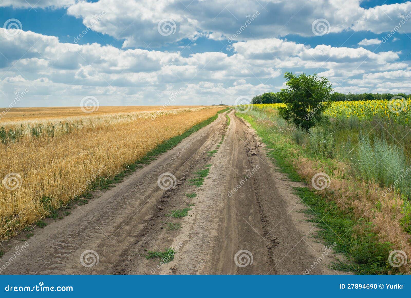 Country Road between Agricultural Fields Stock Photo - Image of ...