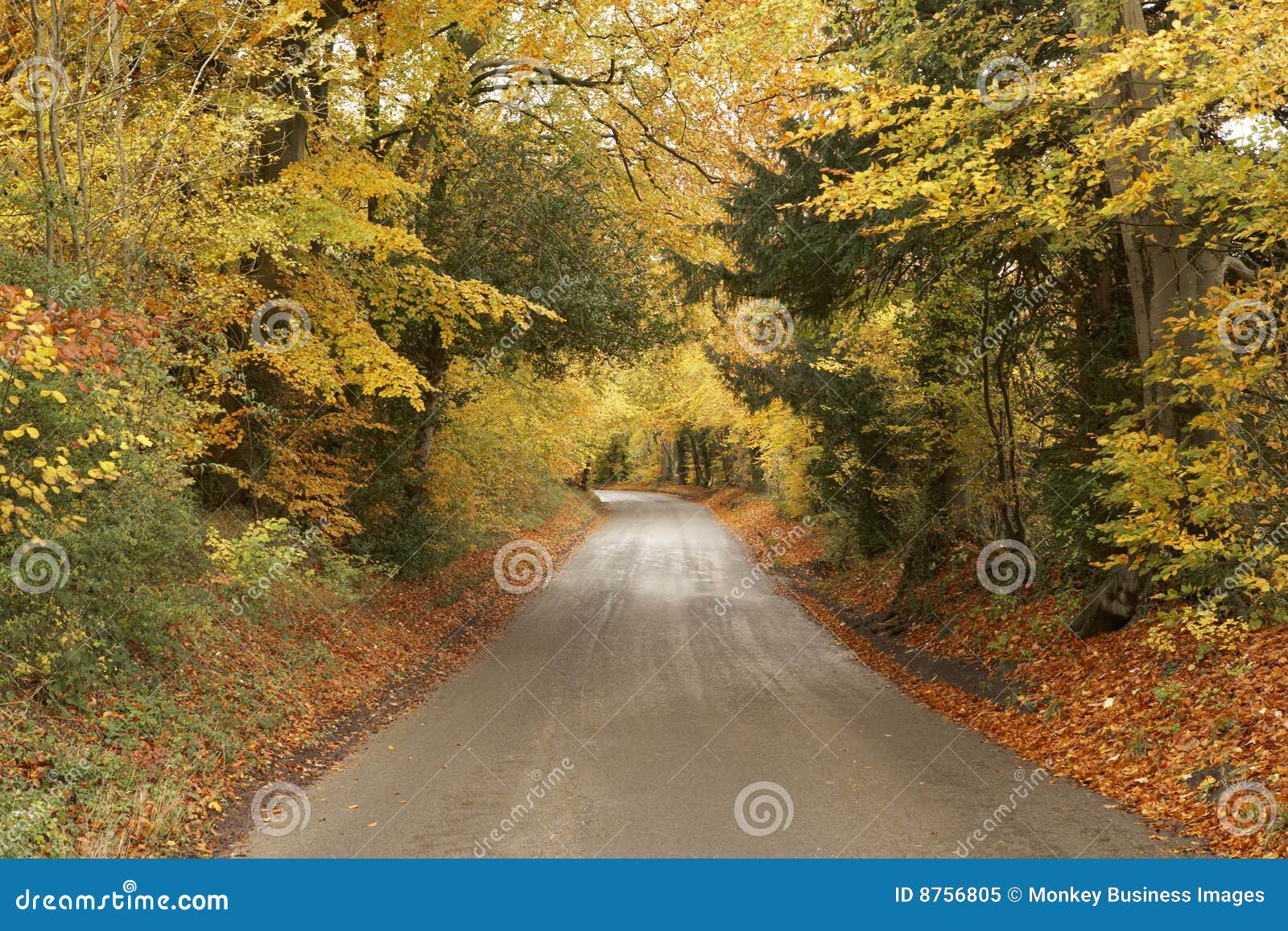 Country Road in Autumn stock image. Image of country, outdoors - 8756805