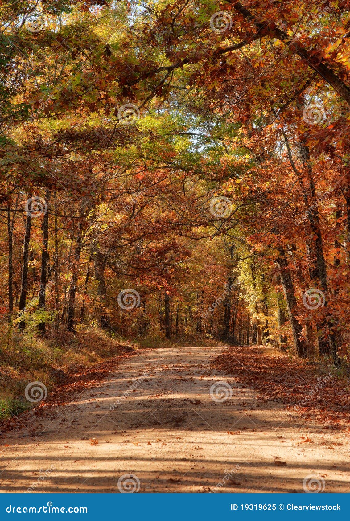 Country Road through Autumn Trees Stock Image - Image of countryside ...